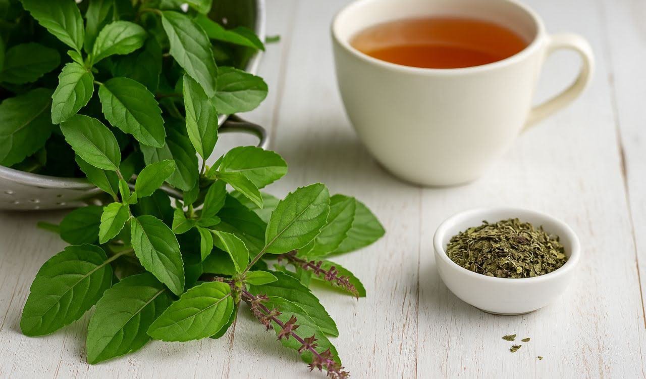 Holy Basil Plant Care: Simple Tips for Thriving Tulsi